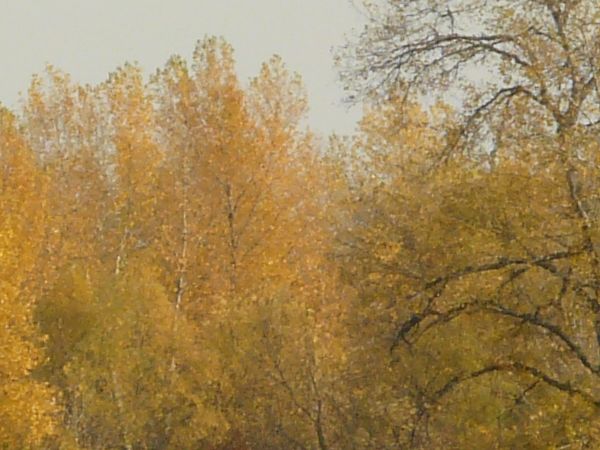 forest side view texture 0005 - Texturelib